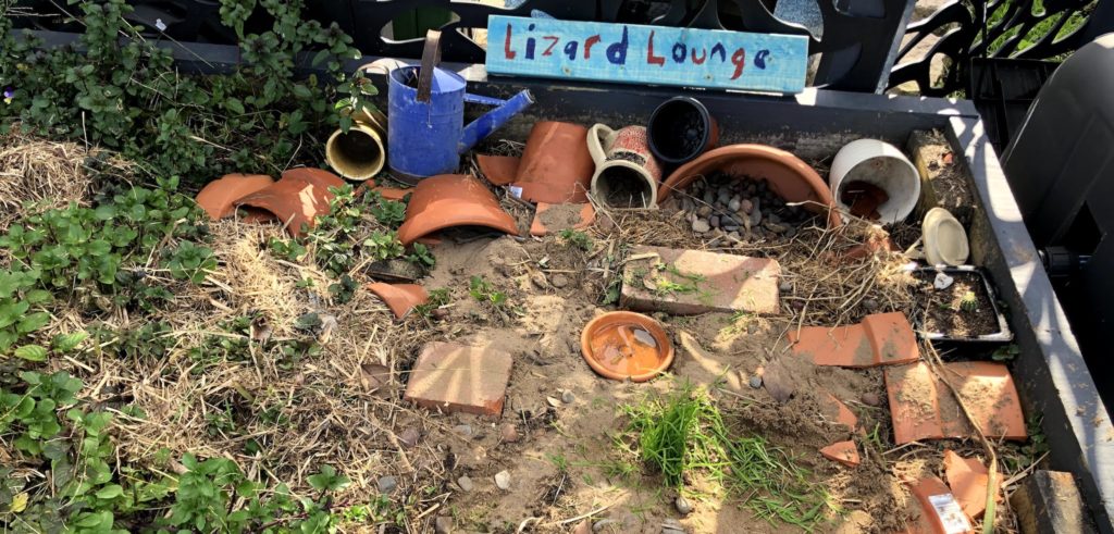 Raving about Reptiles – Adventures at your place