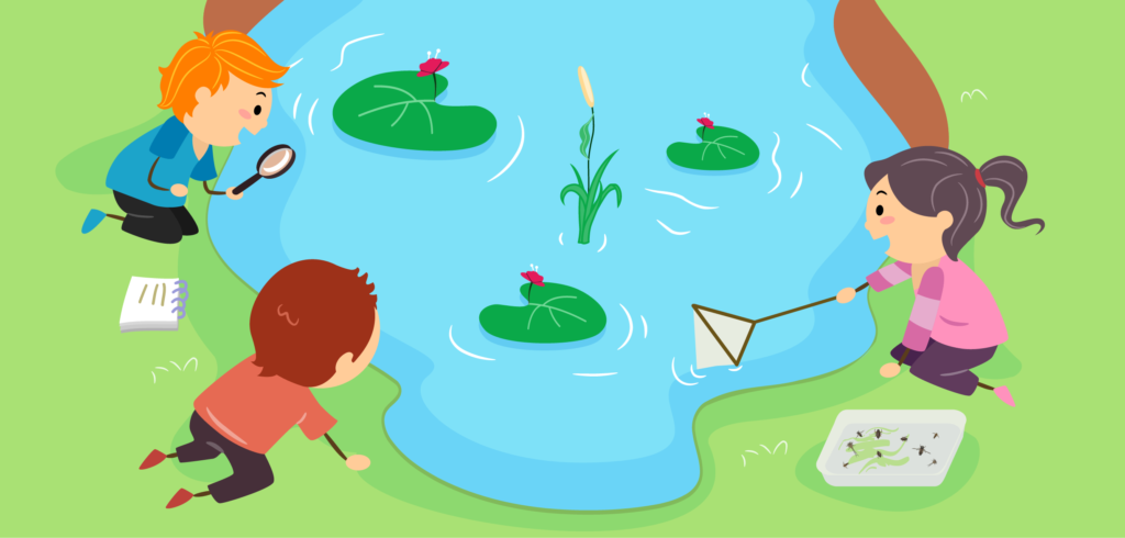 Waterbugs – Adventures at your place