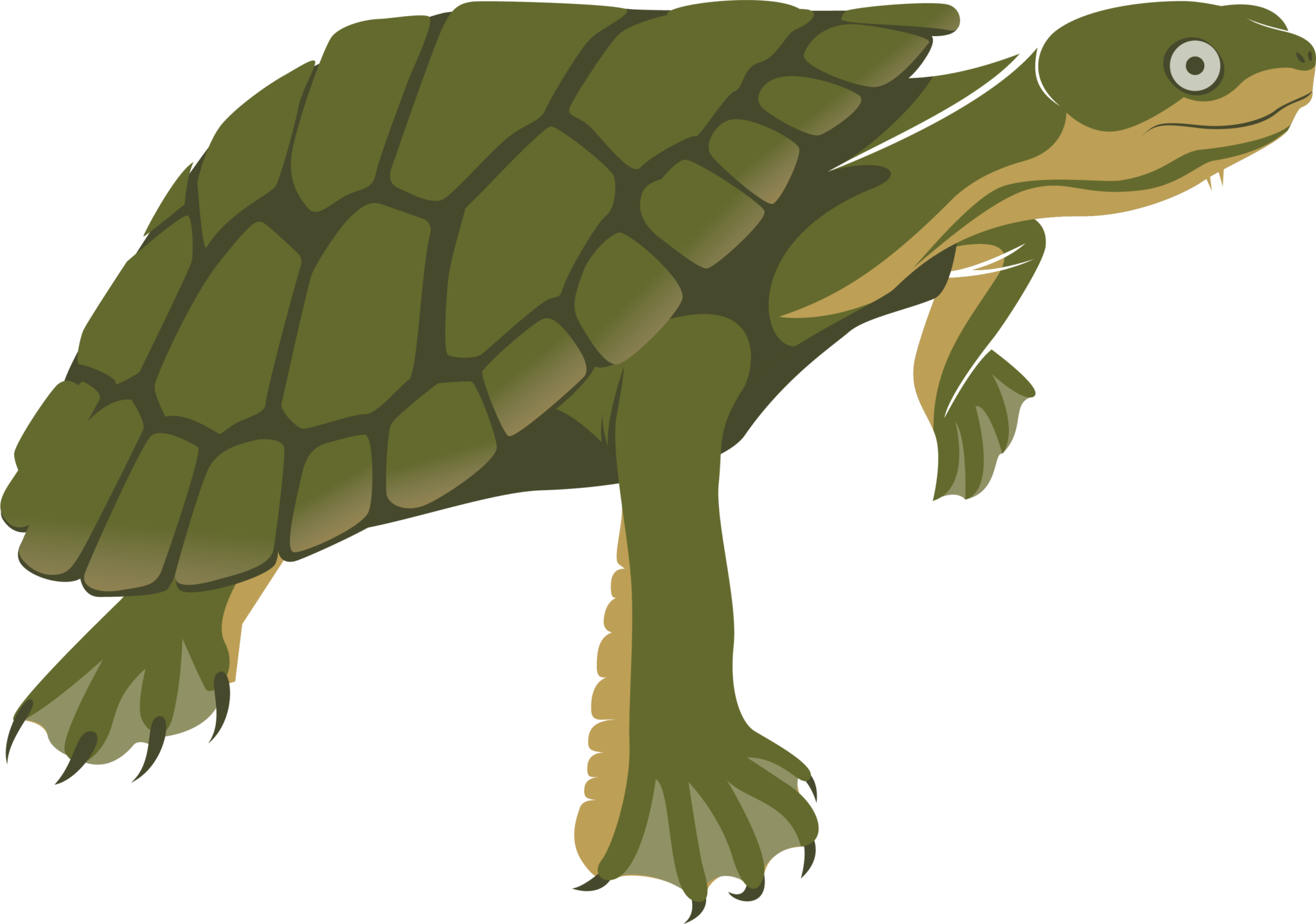 Turtles in our Rivers – Adventures at your place