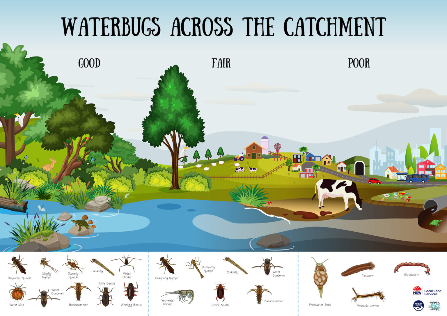 Waterbugs – Adventures at your place